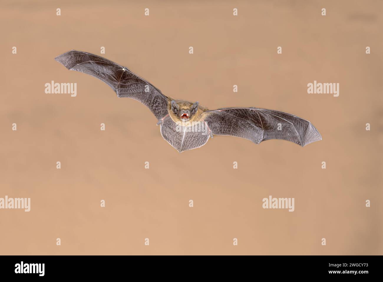 Flying Common Pipistrelle Bat (Pipistrellus pipistrellus) is a small ...