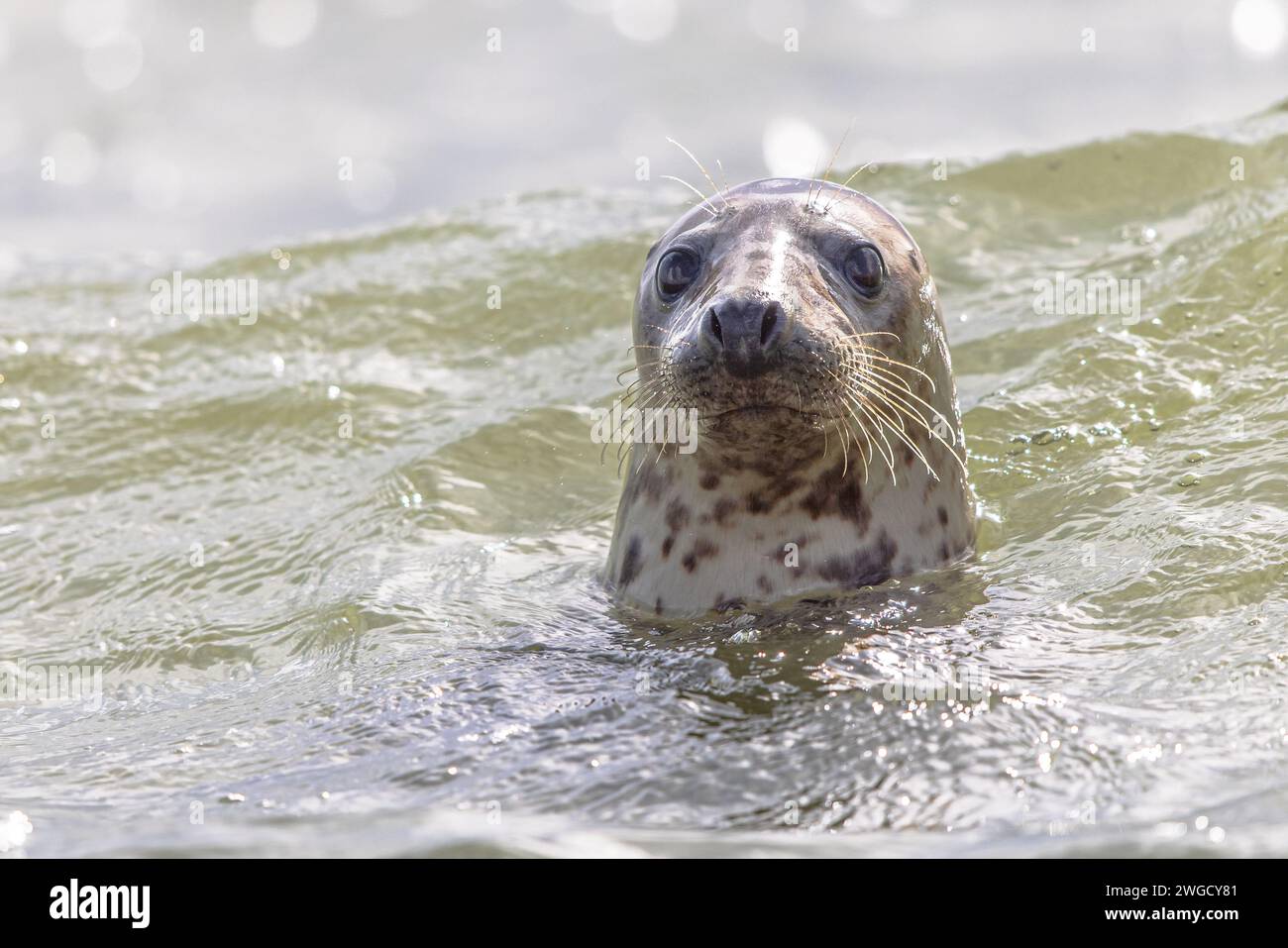 Harbor Seal (Phoca vitulina), also known as the common seal, is a true ...
