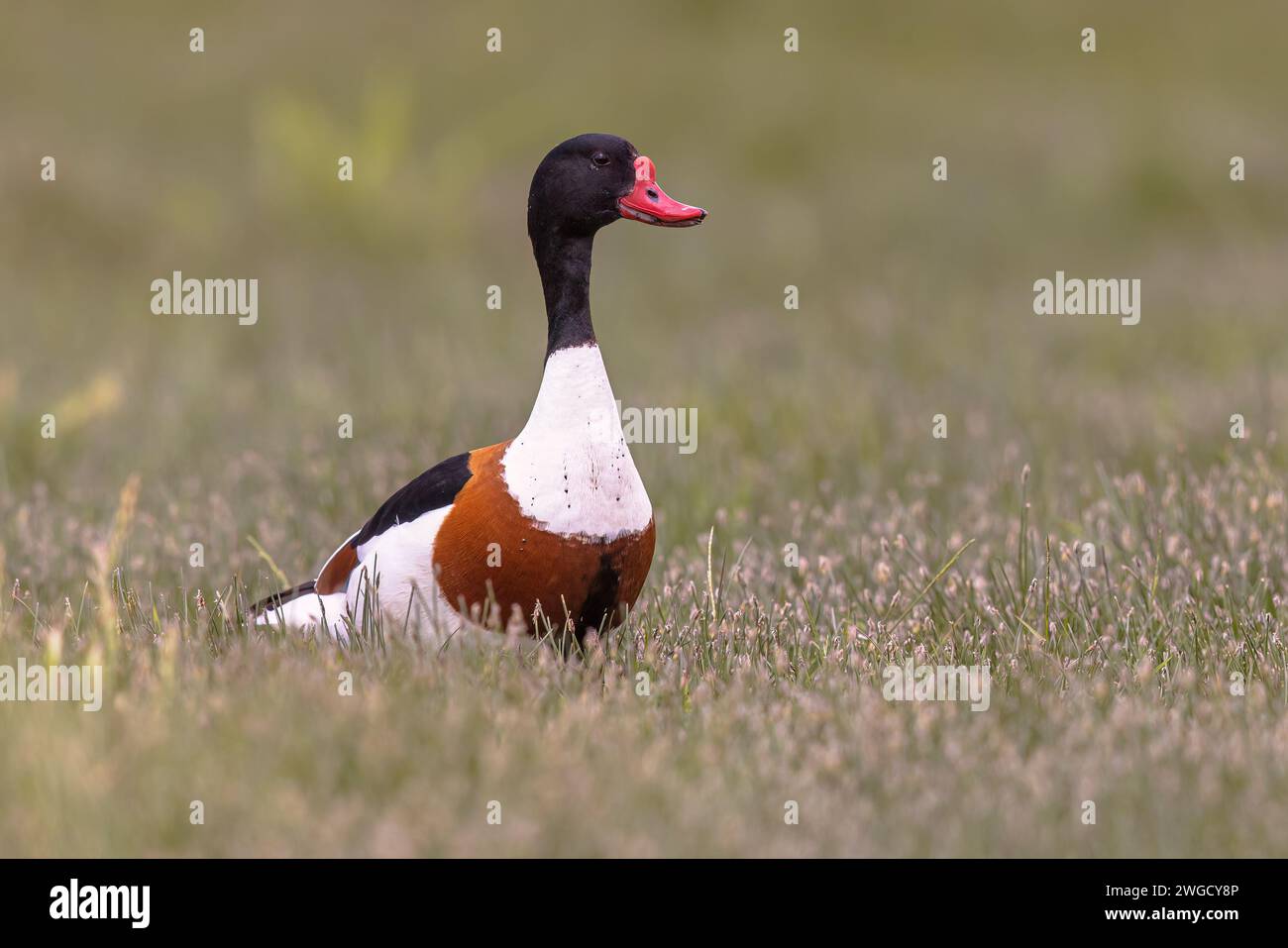 Common shelduck (Tadorna tadorna) is a common waterfowl species. It is ...