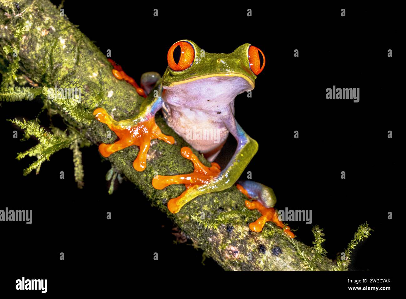 Red eyed leaf Frog (Agalychnis callidryas) climbing on brach of tree in ...