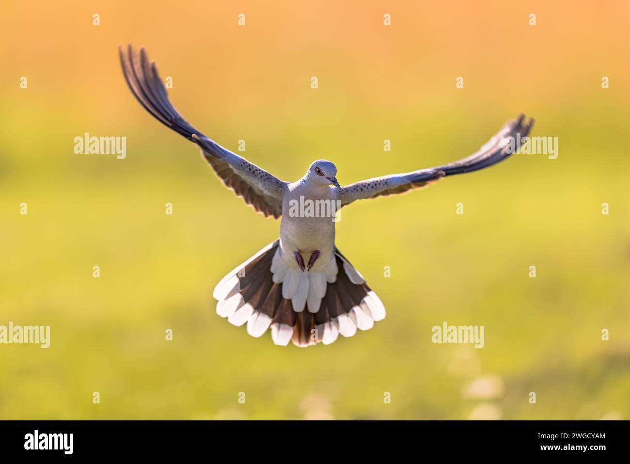 Turtle dove (Streptopelia turtur) flying on bright background in ...