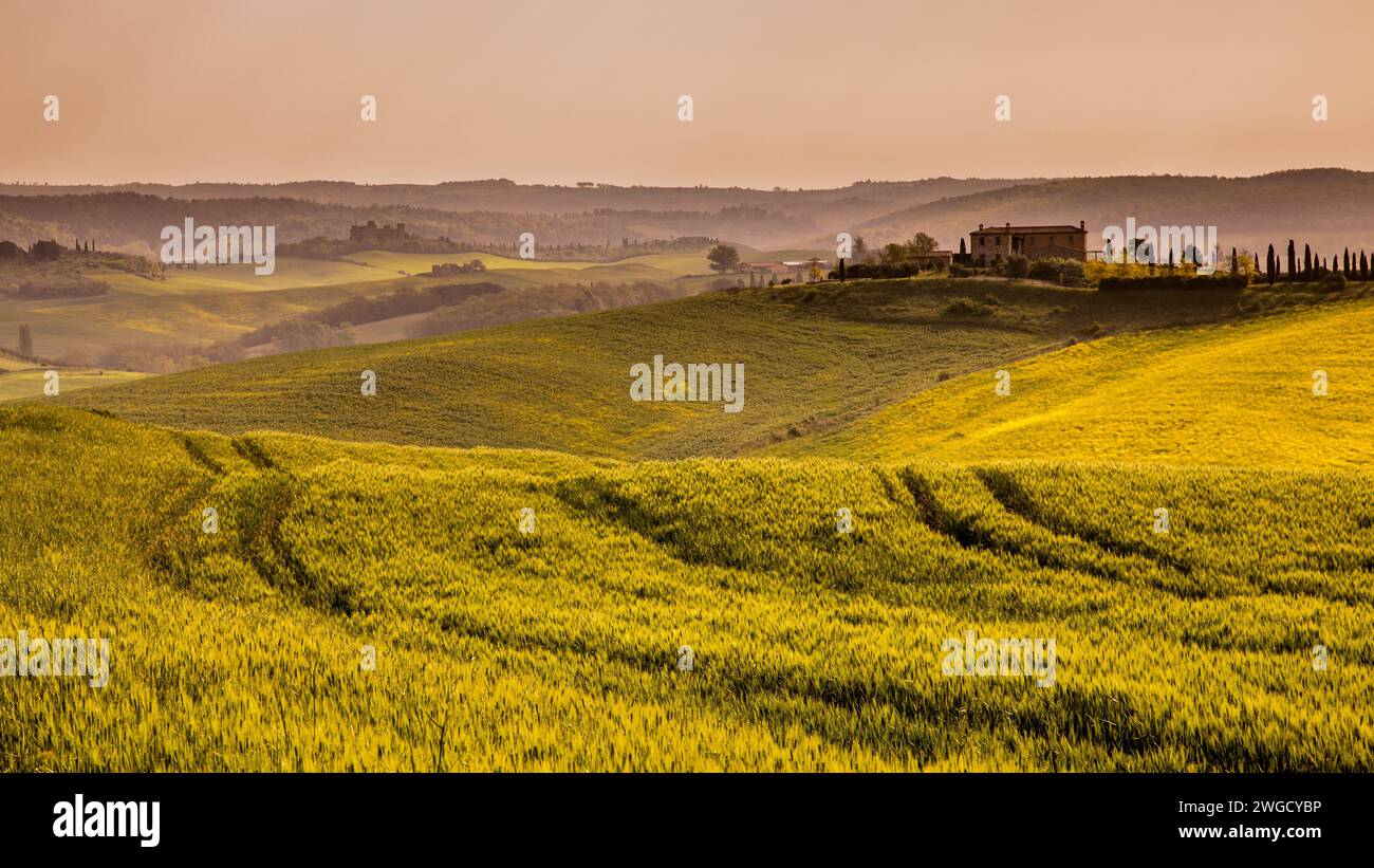 Yellow wheat fields with tuscan village in the background in rainy ...