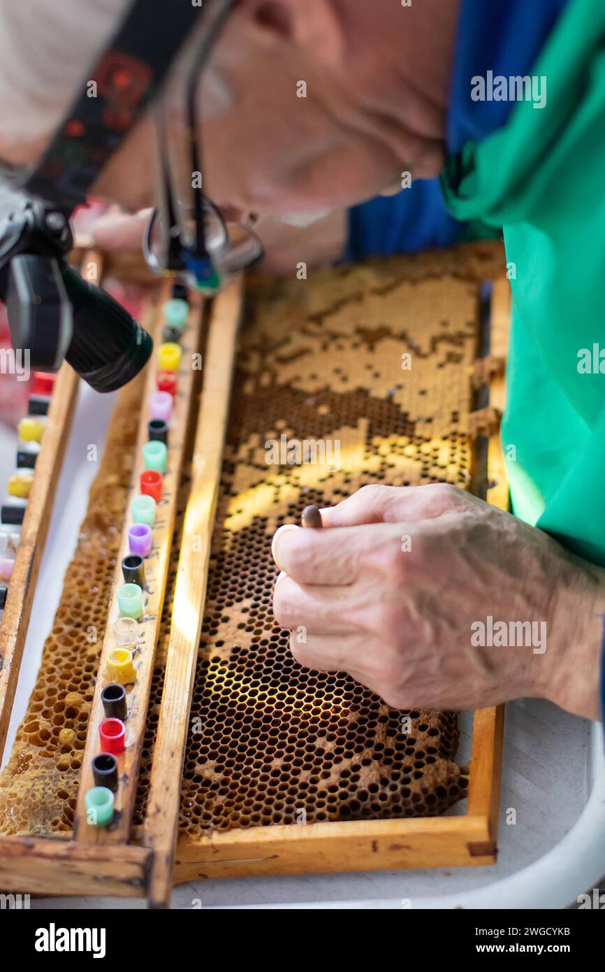 Larva of bee, selected for growing queen bee. Tool for picking larvae ...