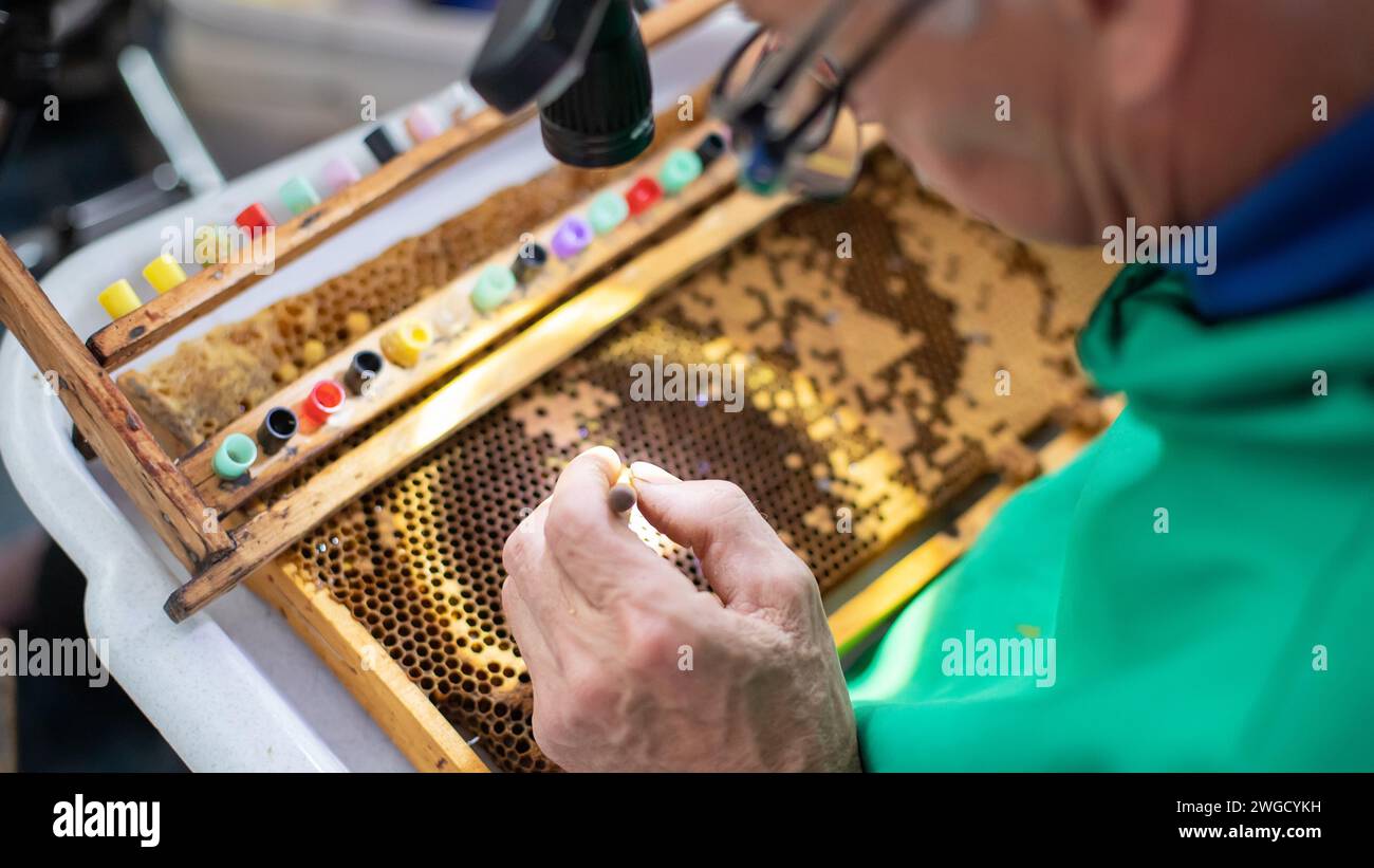 Larva of bee, selected for growing queen bee. Tool for picking larvae ...