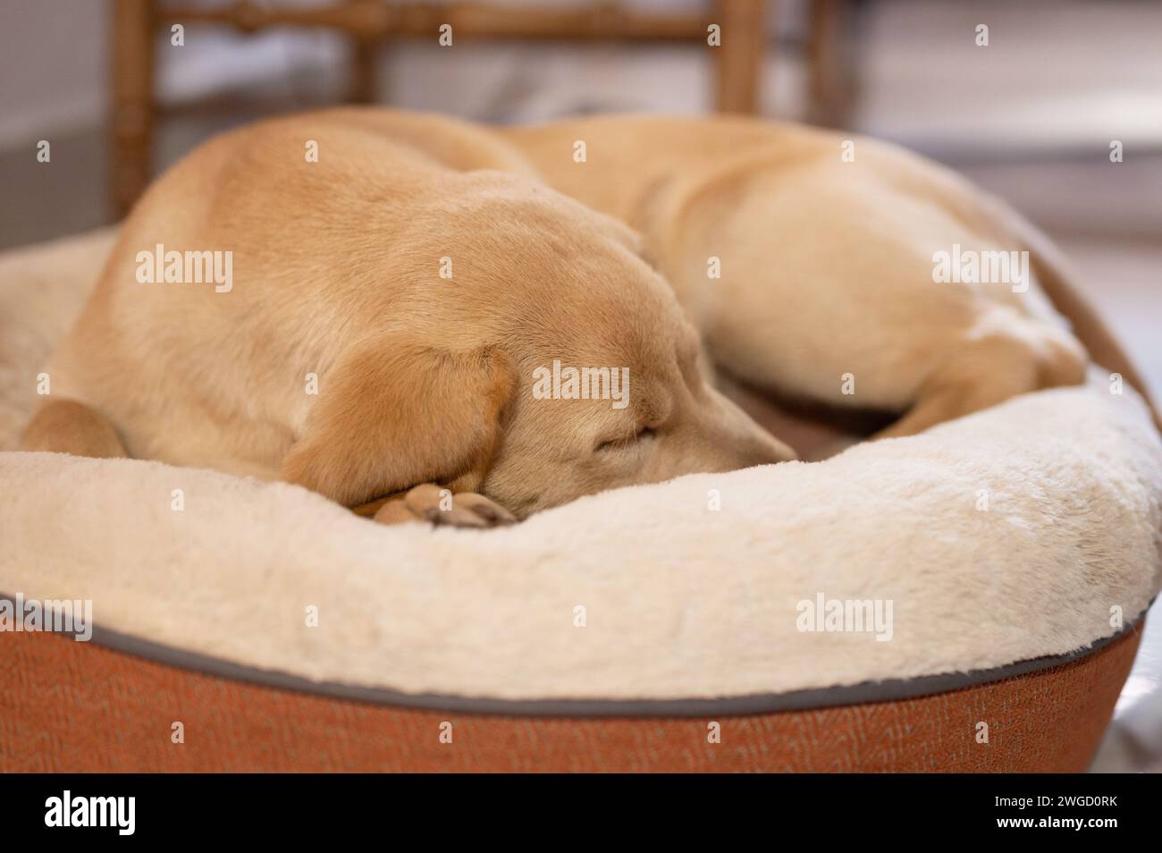 Adorable labrador puppy sleeping on pillow in house background Stock ...