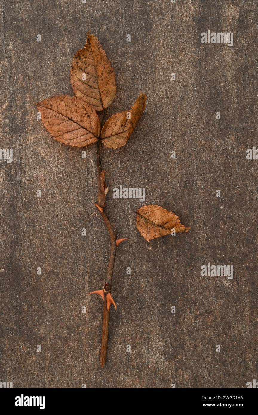 Thorny stem of rose with three golden brown leaves and one loose leaf ...