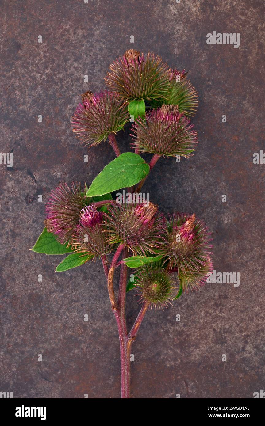Stem of prickly pink flowers of Lesser burdock lying on tarnished metal ...