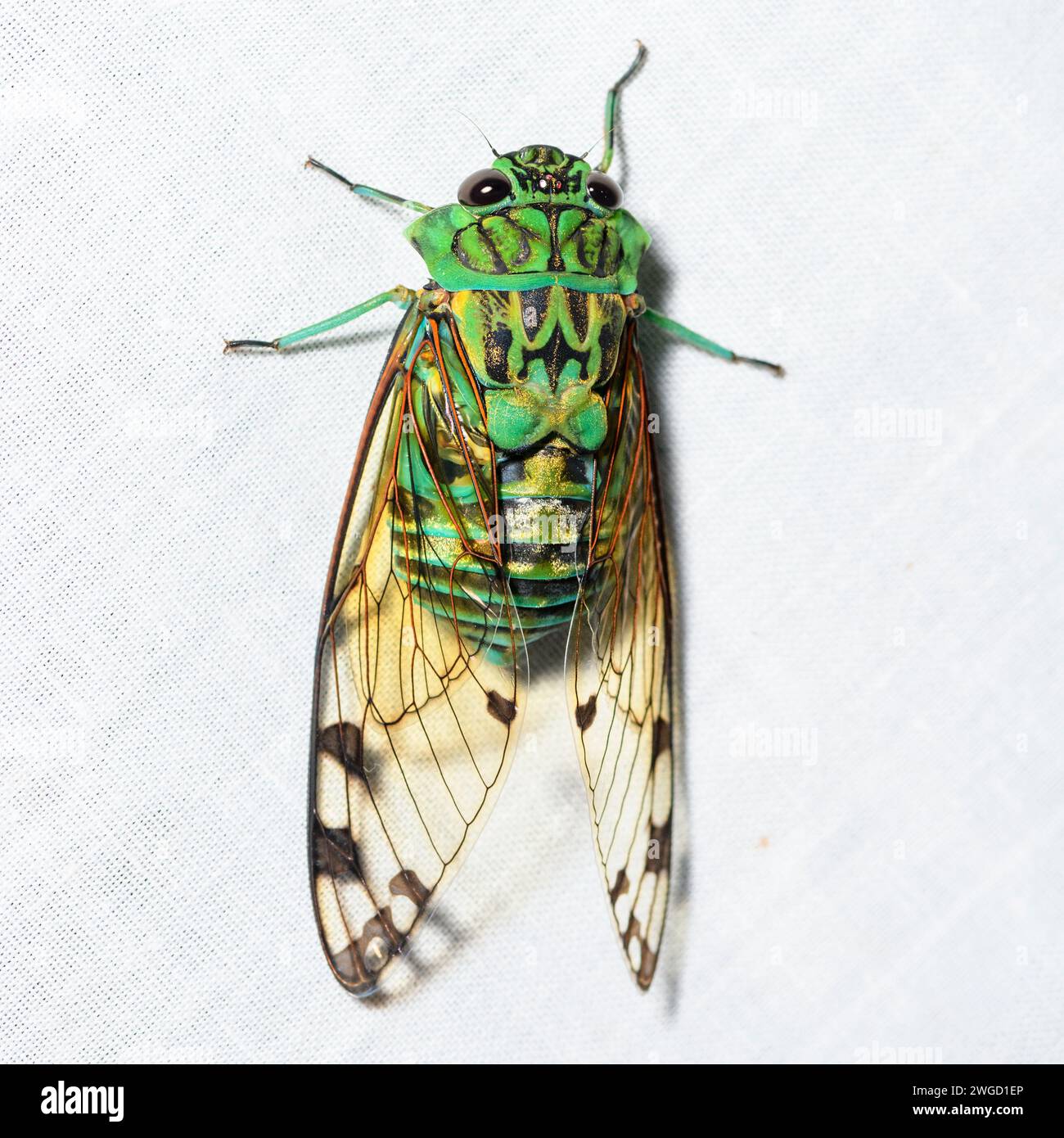 Emerald cicada (Zammara sp.- Z. smaragdula?) from Las Arrieras ...