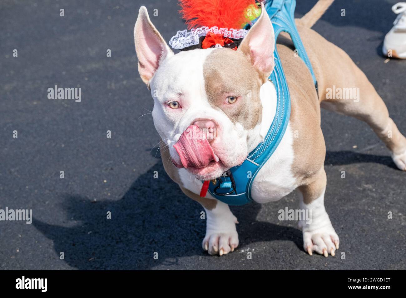 Gran Canaria, Canary Islands, Spain, 4th February 2024. Dog fancy dress ...