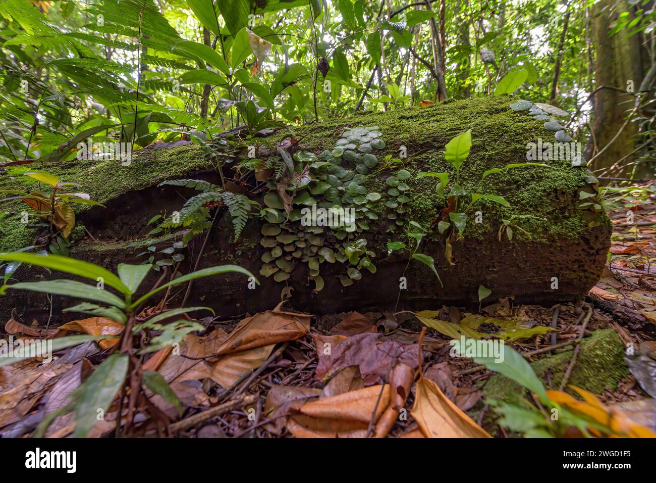 Old, decaying log and diverse vegetation on the forest floor of the ...