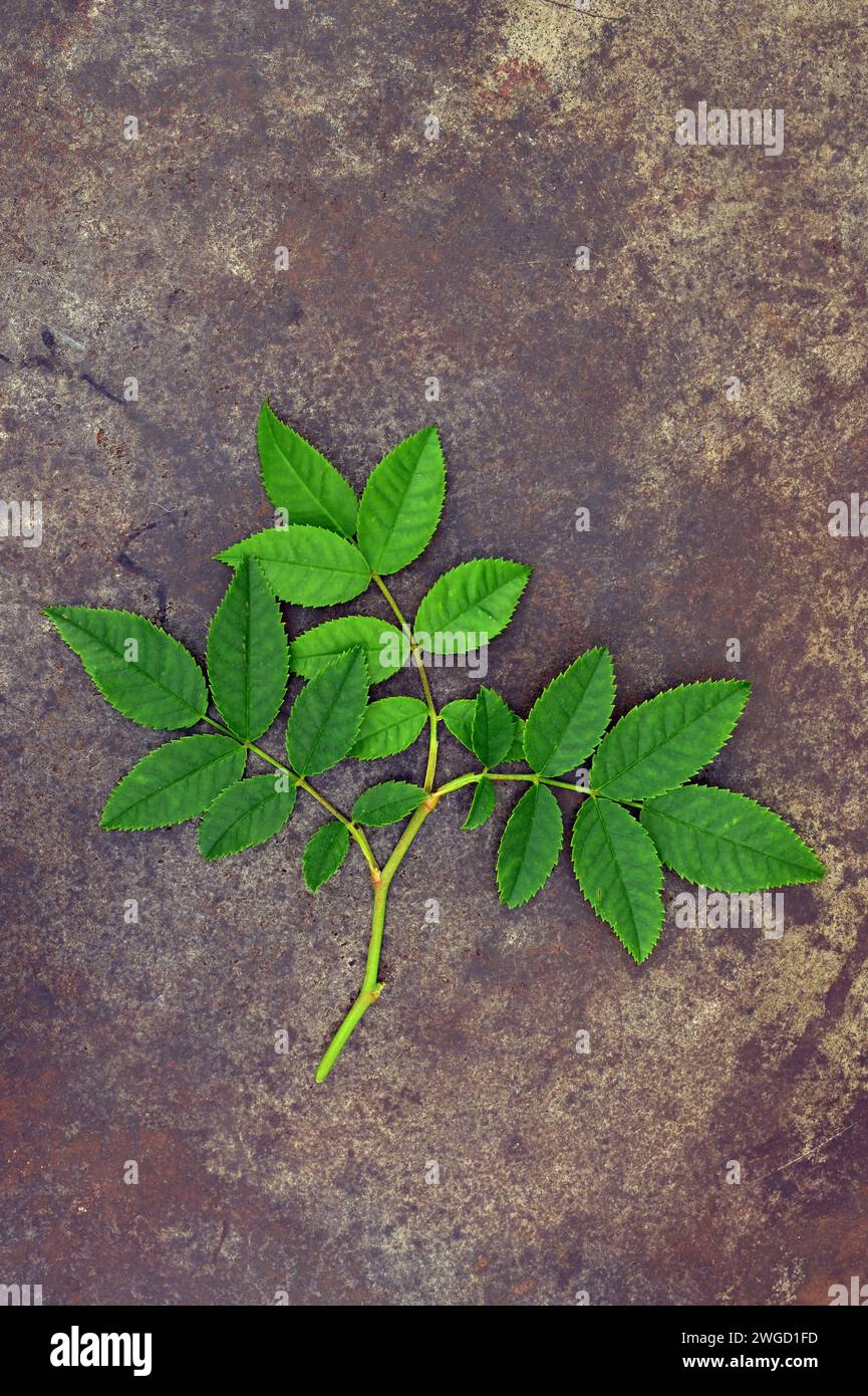 Rose sprig hi-res stock photography and images - Alamy