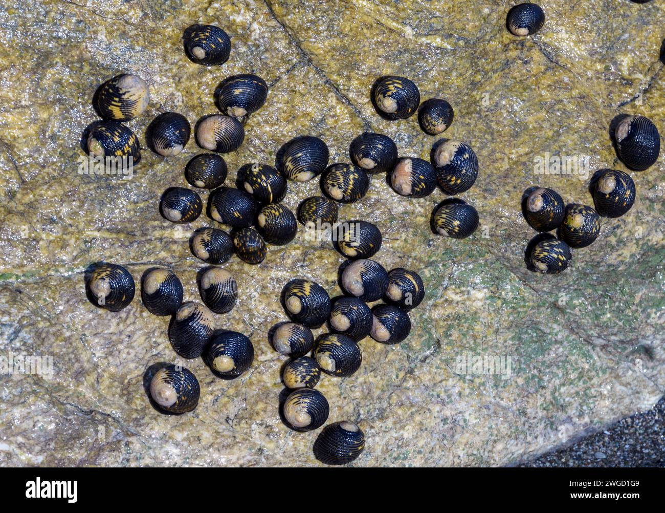 Gathering of the marine gastropod Nerita scabricosta at the Pacific ...