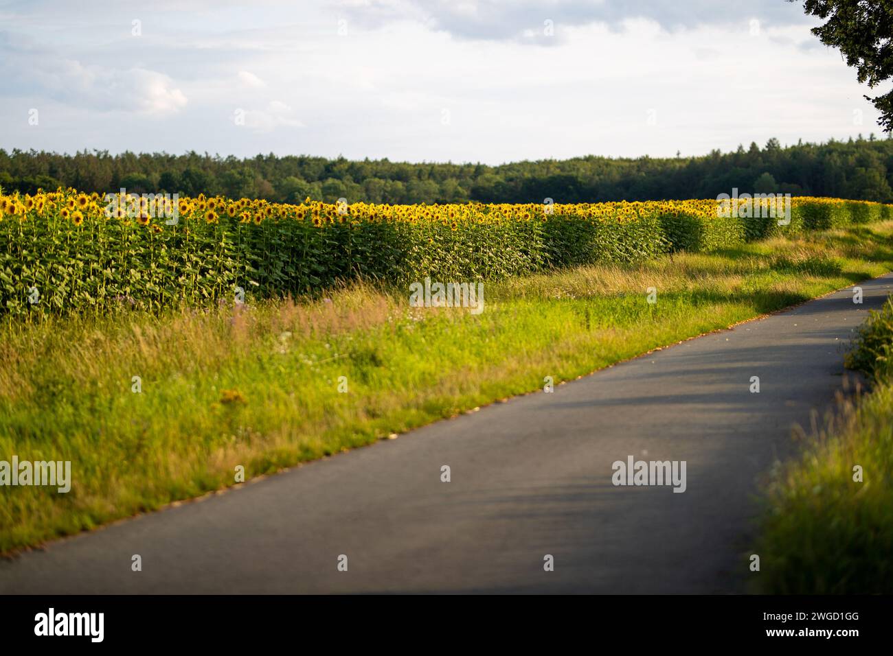 Feld im sommer hi-res stock photography and images - Alamy
