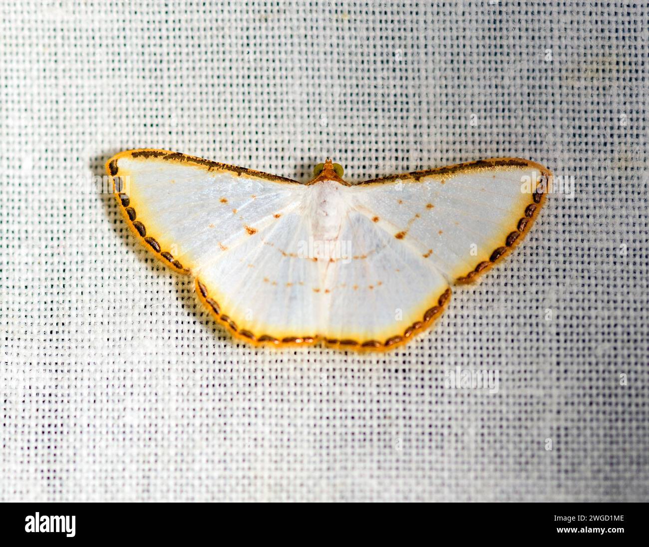 Fimbriaria hi-res stock photography and images - Alamy