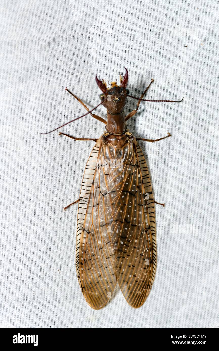 Dobsonfly (Corydalus luteus) from Las Arrieras, Sarapiqui, Costa Rica ...