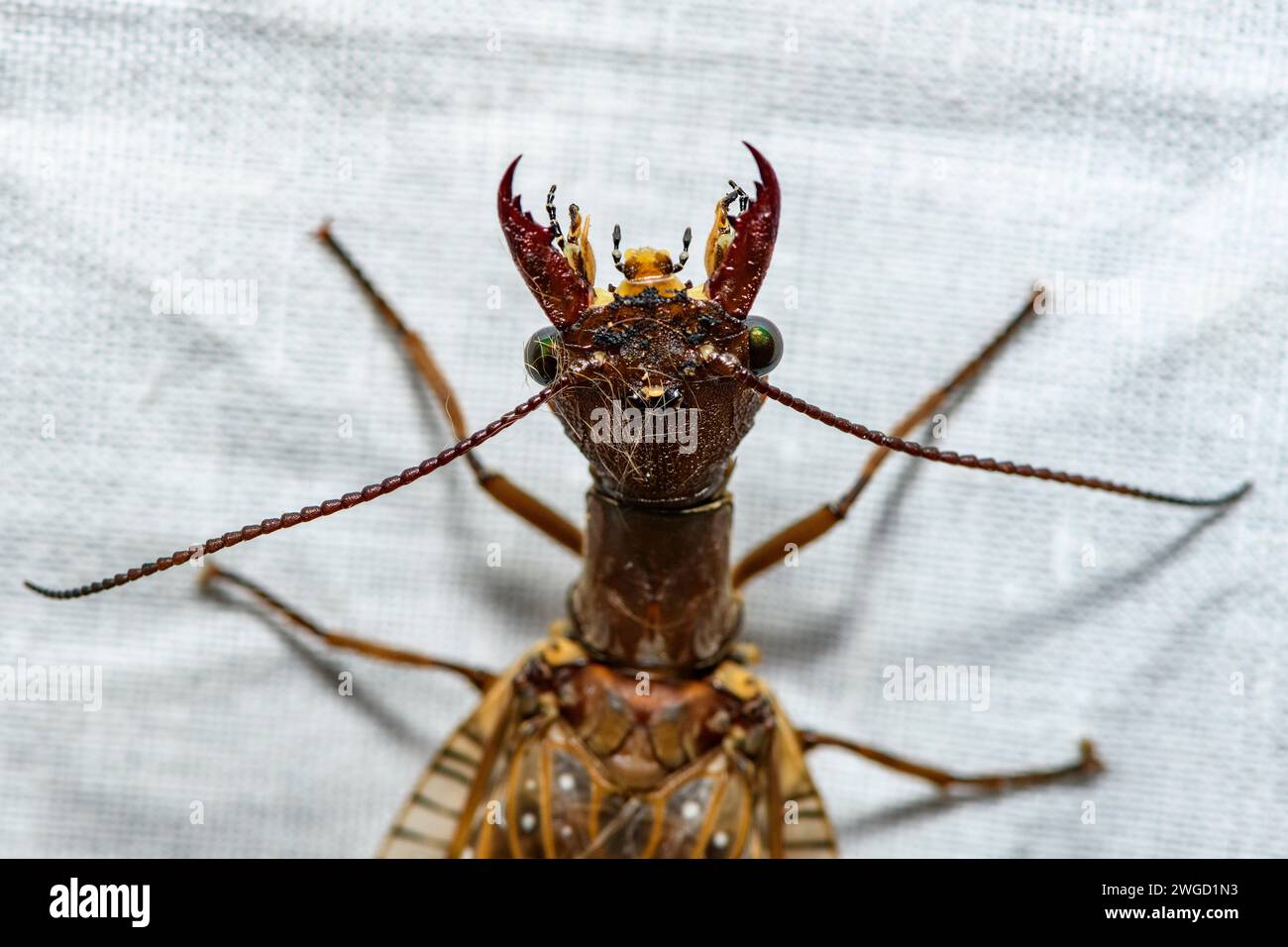The head and mandibles (jaws) of a dobsonfly (Corydalus luteus) from ...