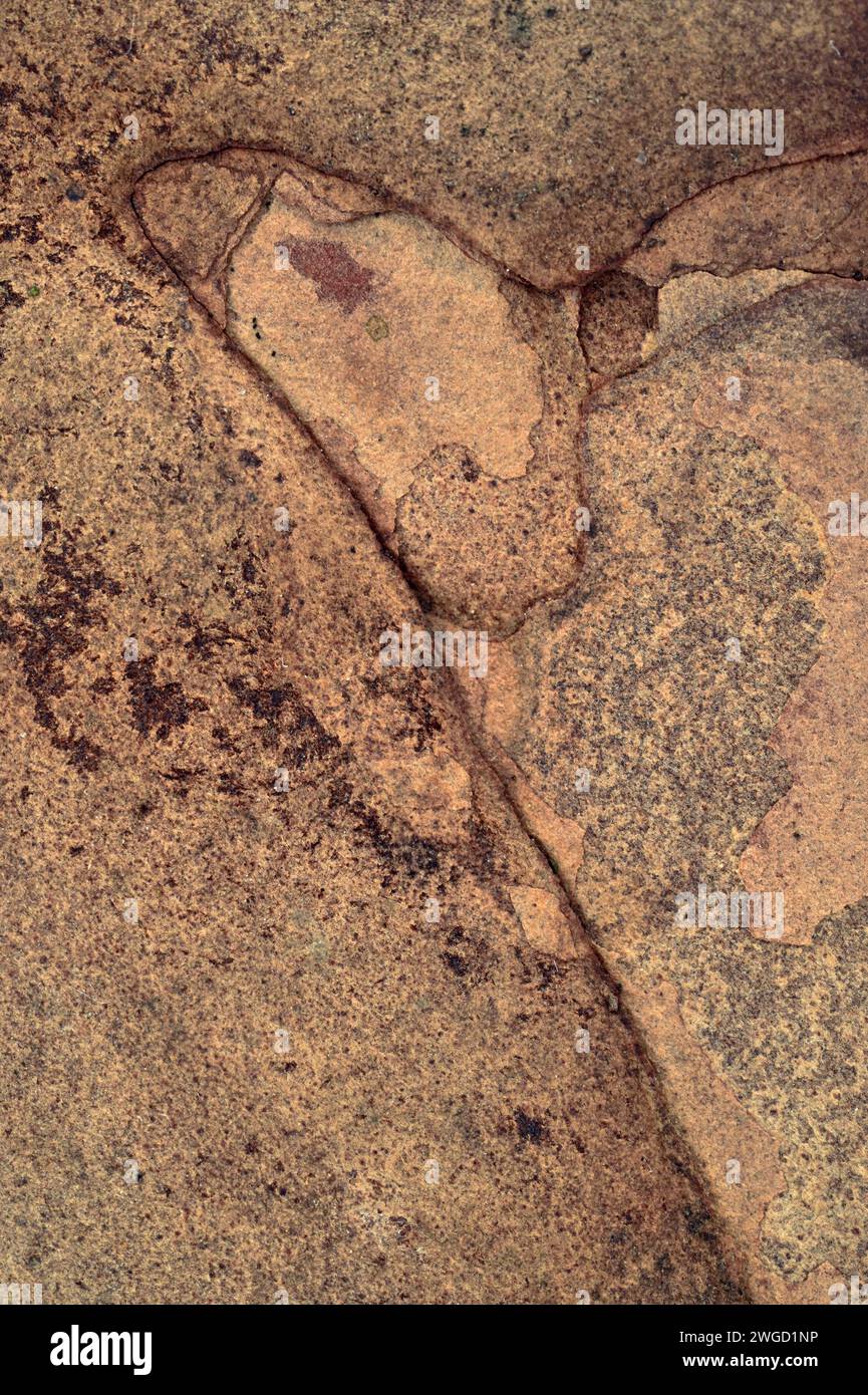 Close up detail of red bark plates of Japanese larch tree Stock Photo ...