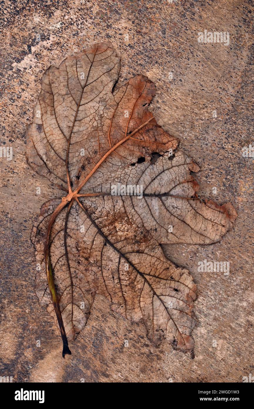 Single dried brown damaged and broken leaf of Sycamore tree lying face ...