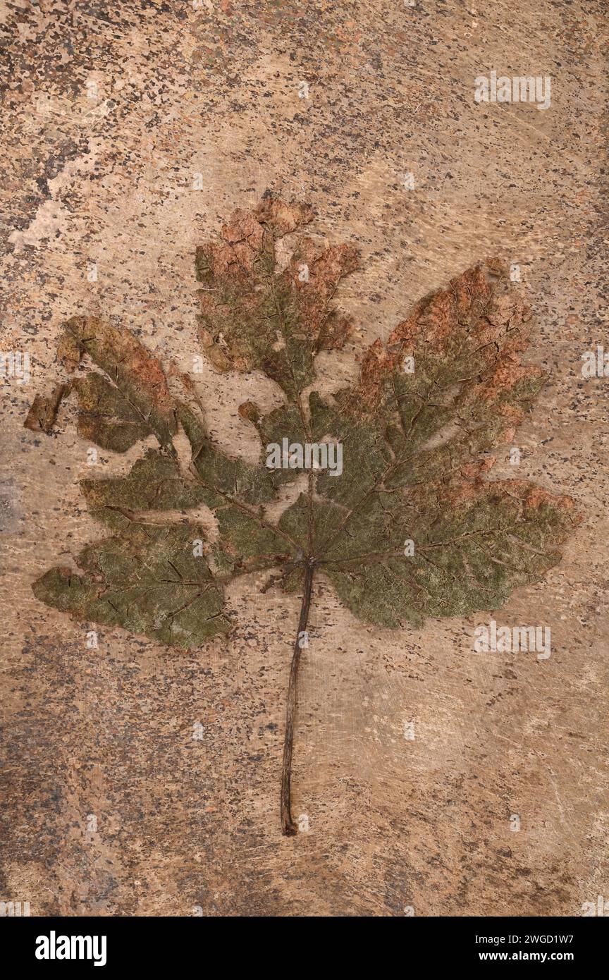 Broken leaf hi-res stock photography and images - Alamy