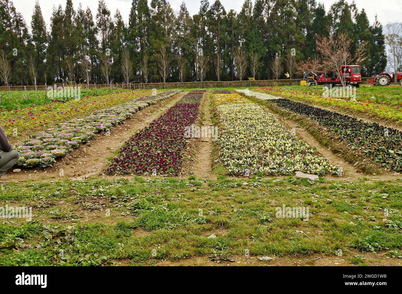 The beginning of flowering field Stock Photo - Alamy