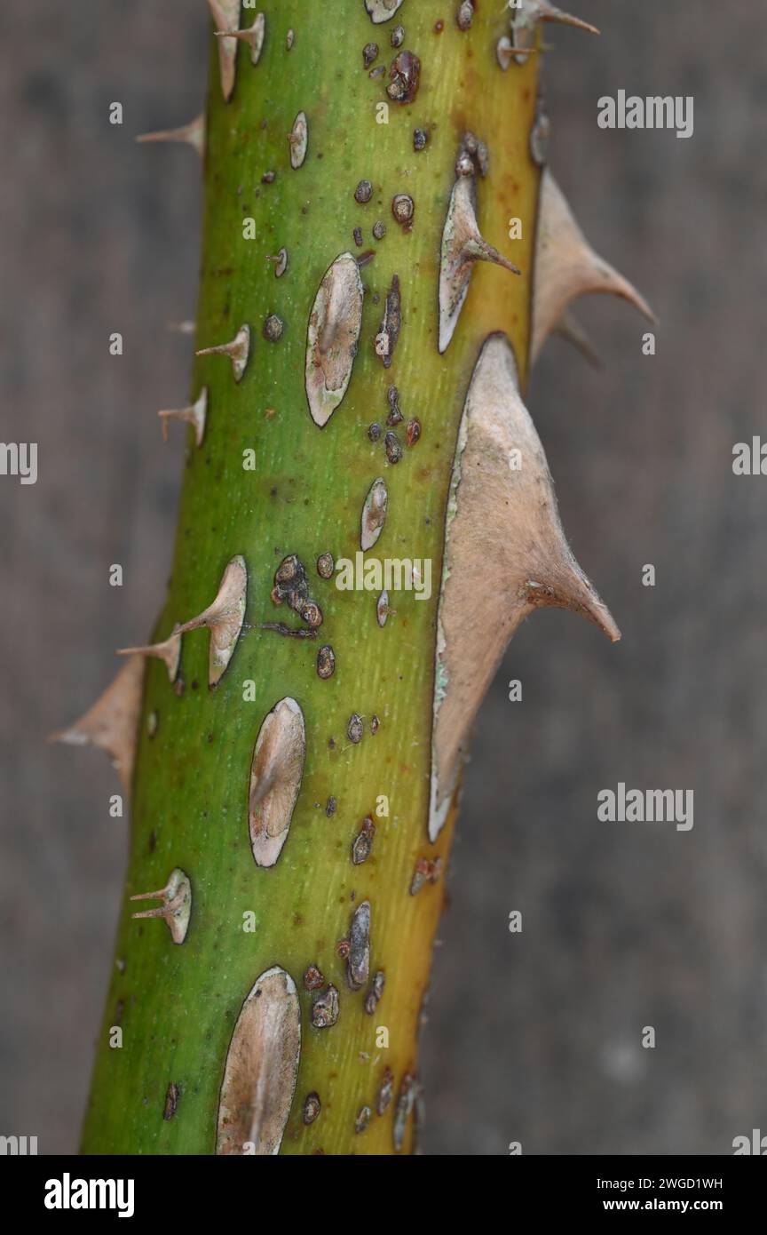 Detail of green stem of Rose bush with vicious beige brown thorns Stock ...
