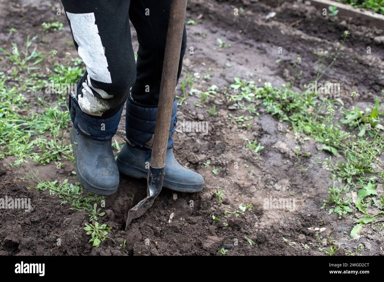 Legs in boots Dig grounf with shovel. earth day. Preparing Rich natural ...