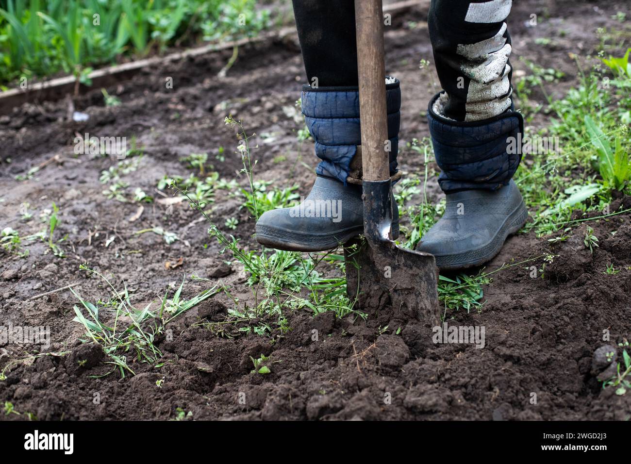 Legs in boots Dig grounf with shovel. earth day. Preparing Rich natural ...