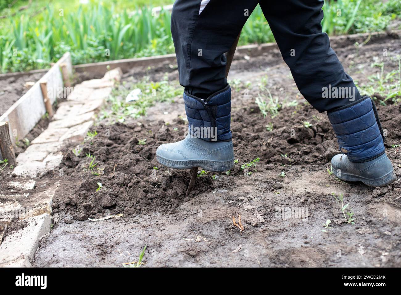 Legs in boots Dig grounf with shovel. earth day. Preparing Rich natural ...