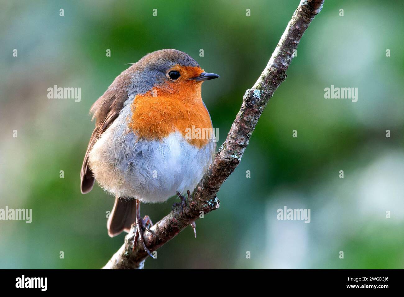 Robin at Forest Farm Nature Reserve, Cardiff. UK Stock Photo - Alamy