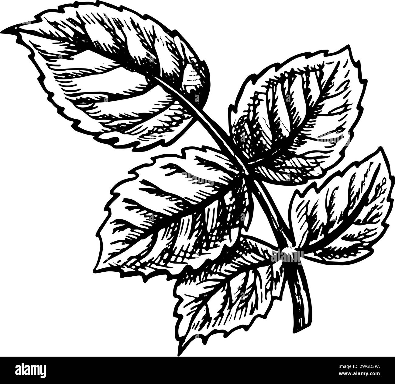 Rose flower leaves, graphic vector black and white illustration. For ...