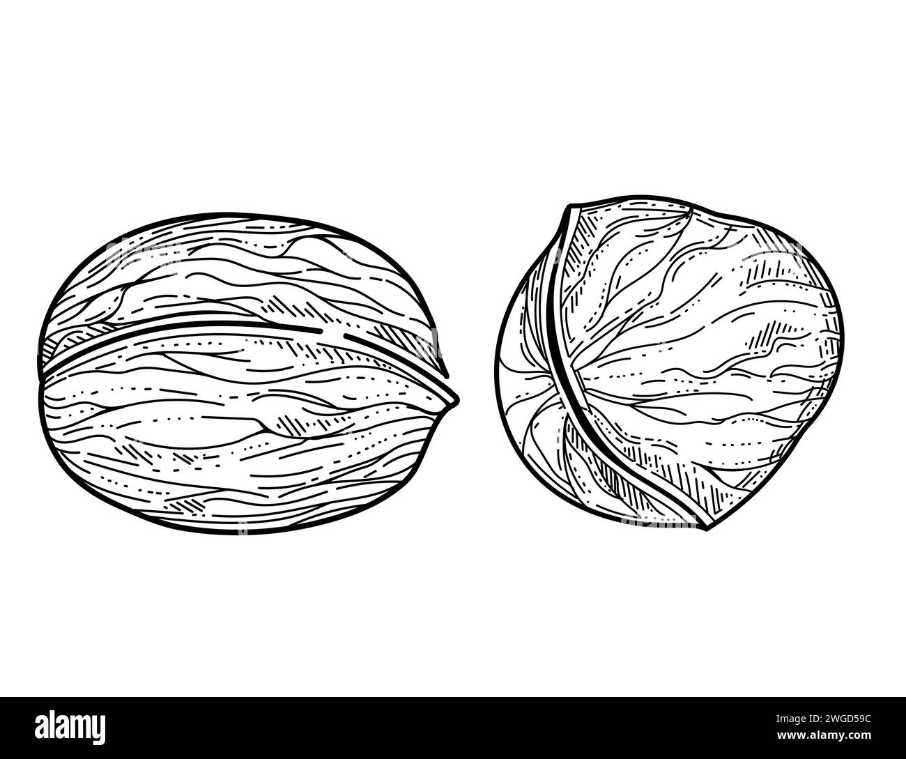 Walnut hand drawn sketch for drawing book vector illustration isolated ...
