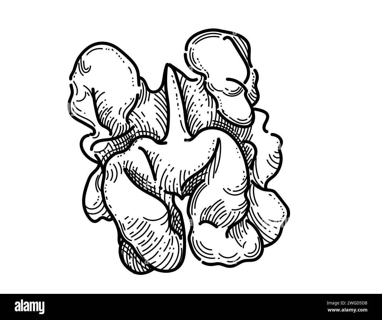 Walnut without nutshell hand drawn sketch for drawing book vector ...