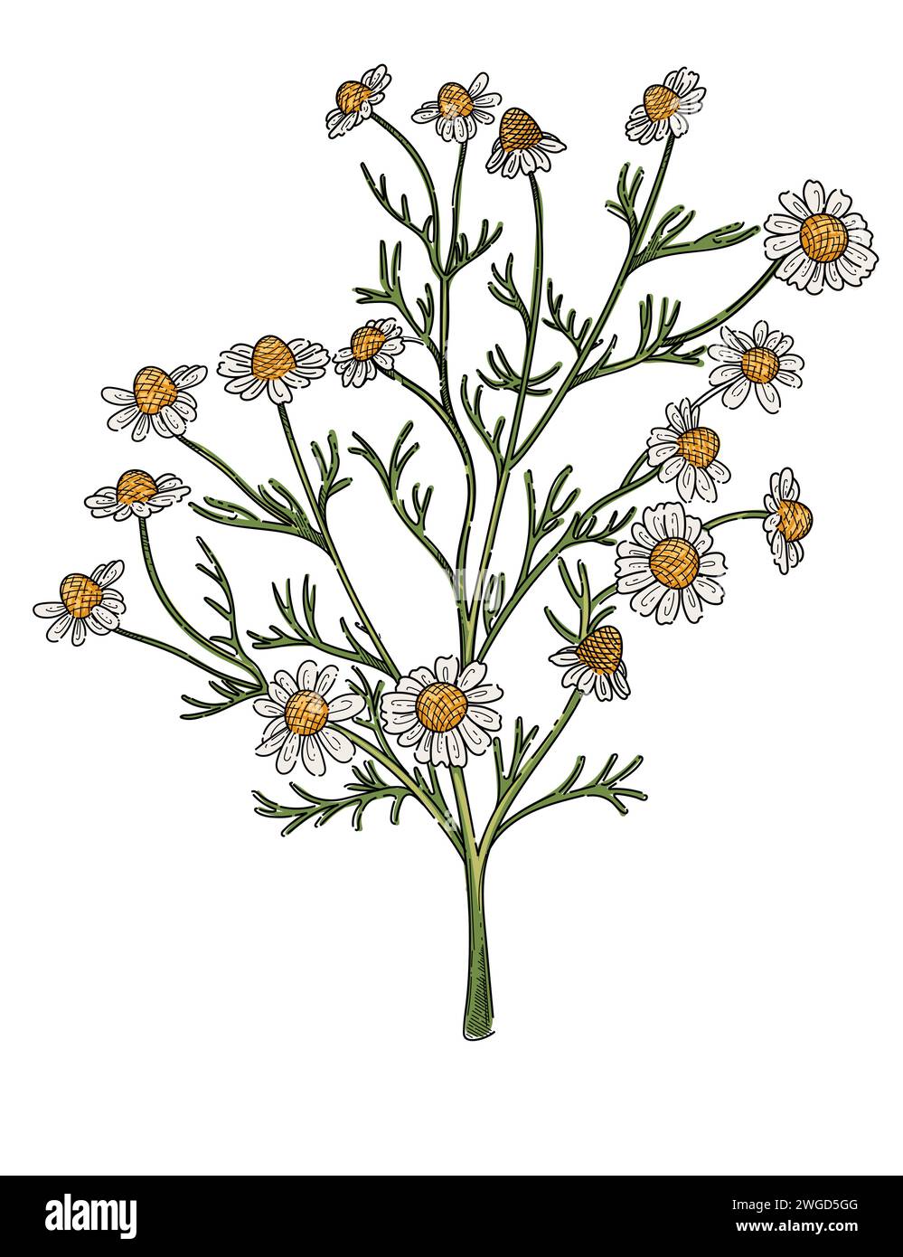 Chamomile flower with green stem colorful hand drawn sketch for drawing ...