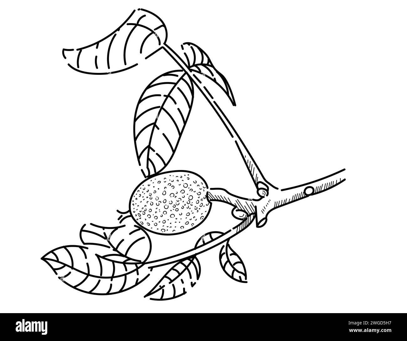 Walnut on branch with leaves hand drawn sketch for drawing book vector ...