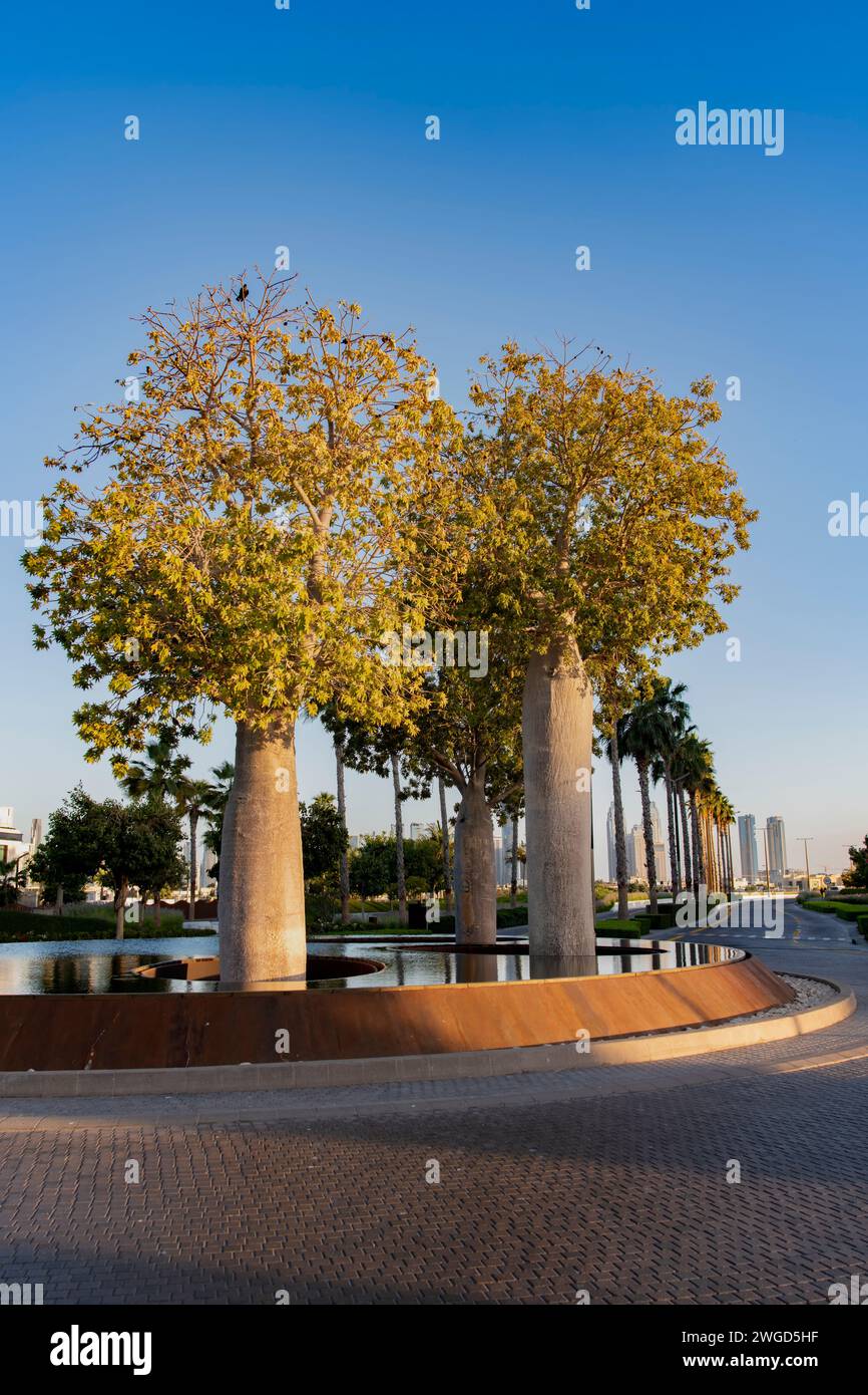 Boabab Trees in Dubai, UAE Stock Photo - Alamy