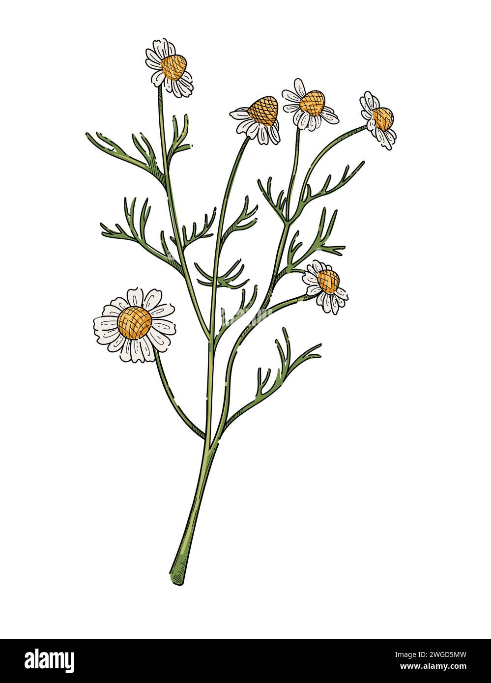 Chamomile Flower Drawing