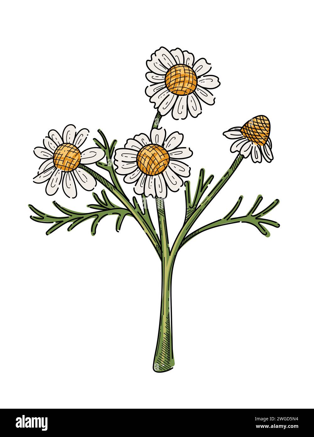 Chamomile flower with green stem colorful hand drawn sketch for drawing ...