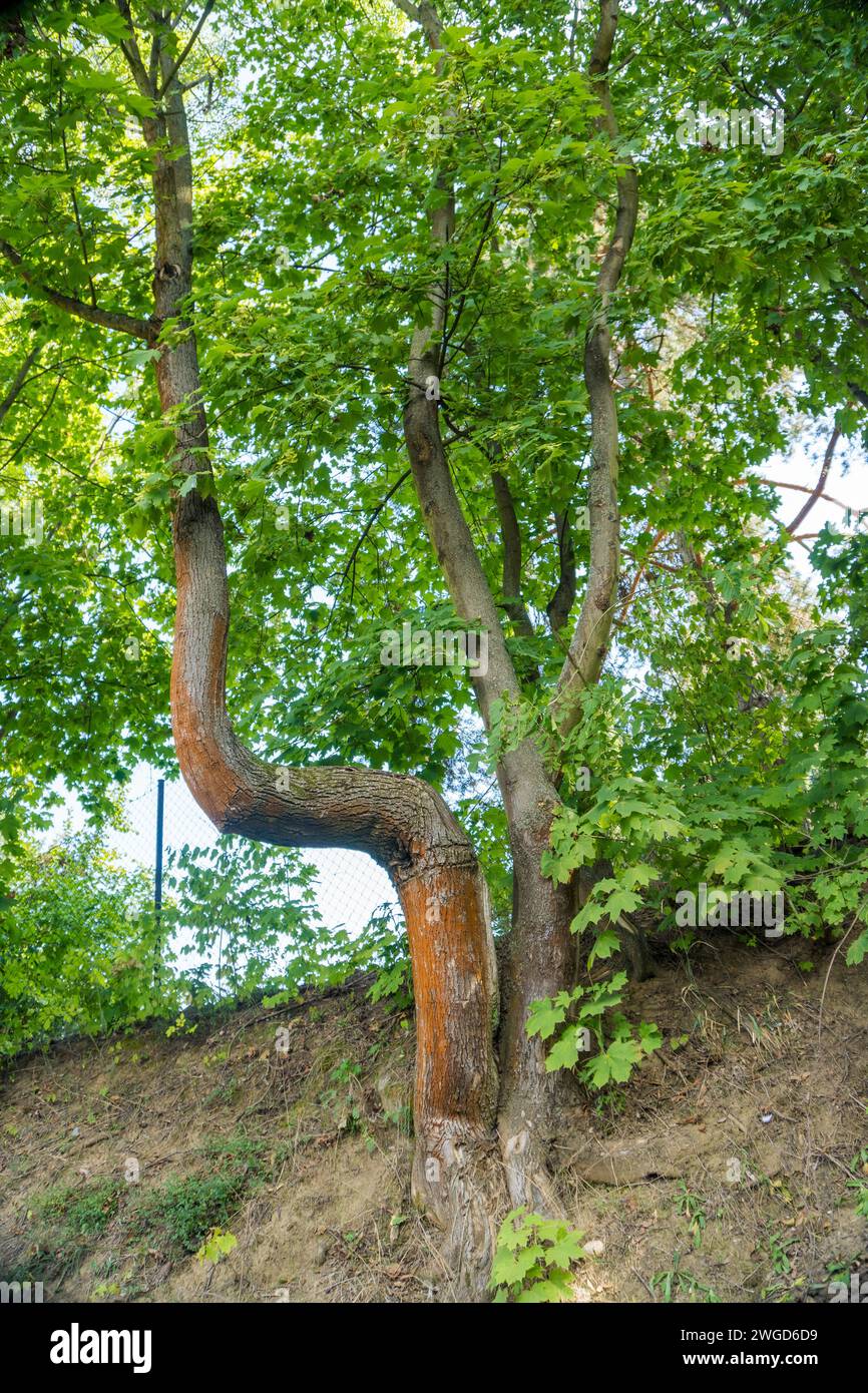 Crooked tree on the trail in the Zadni Treban. Czech Stock Photo - Alamy