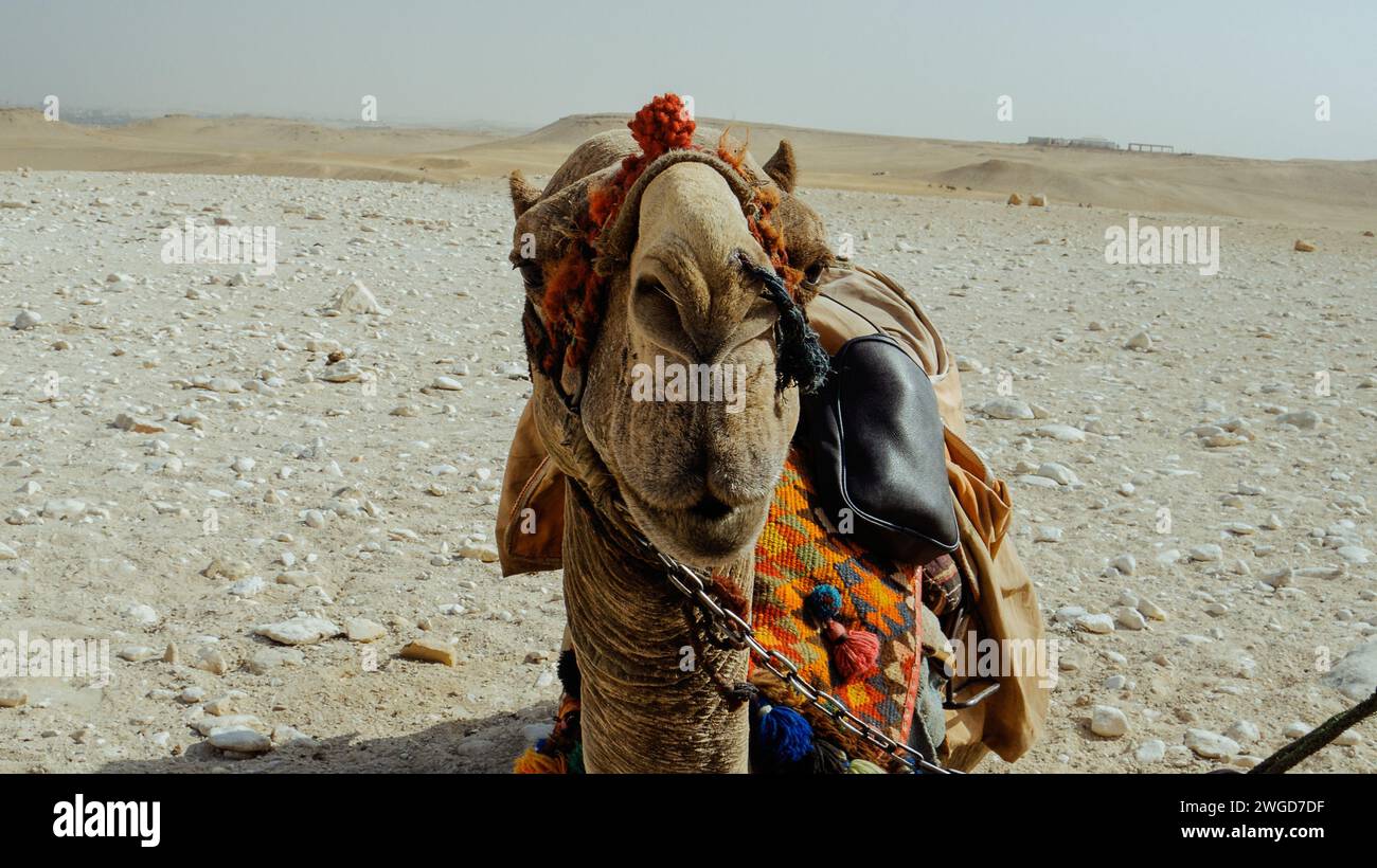 A chilling camel at the Giza Pyramid area Stock Photo - Alamy