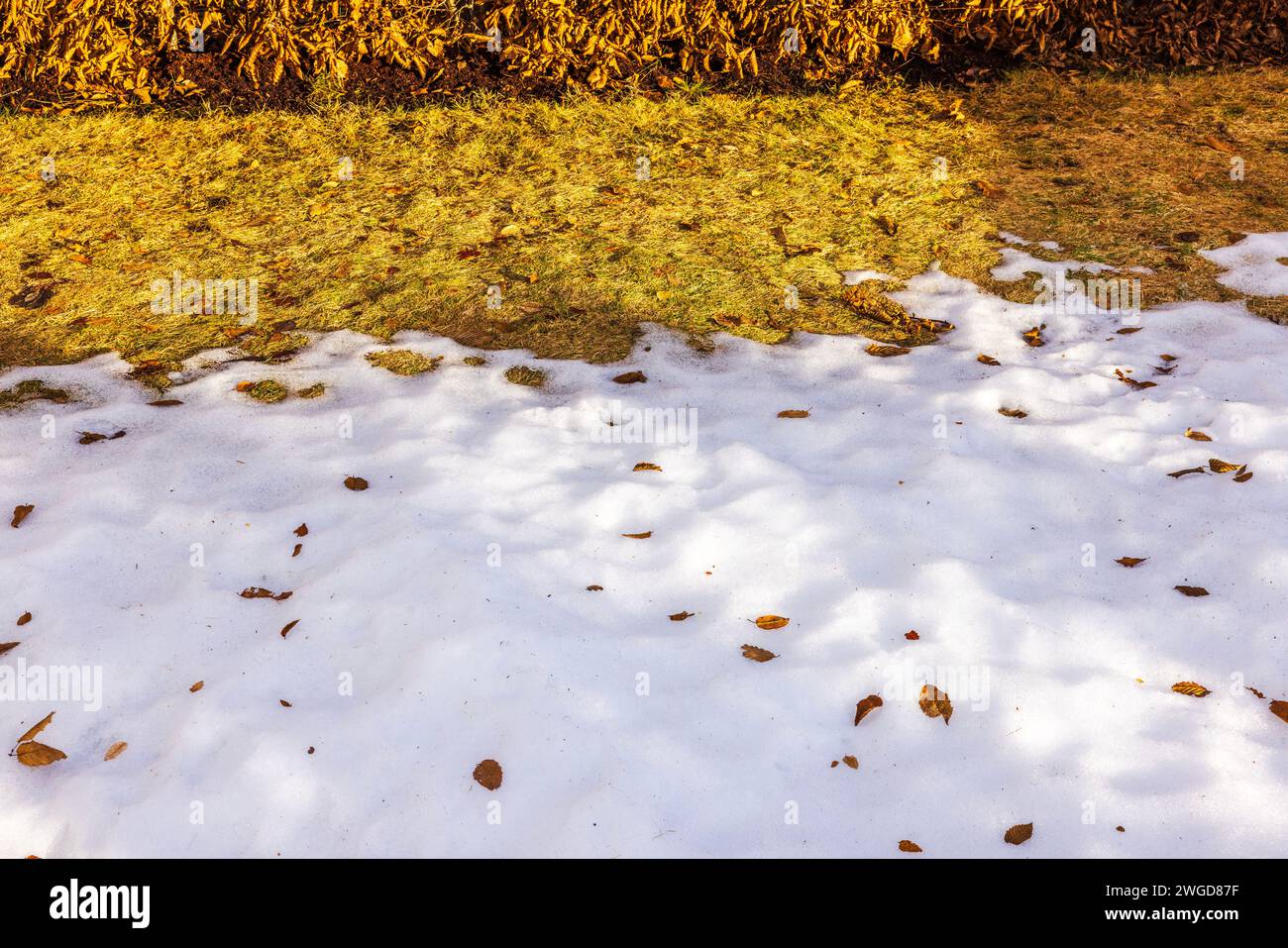 View of a spring garden with yellowed grass after the snow melts ...