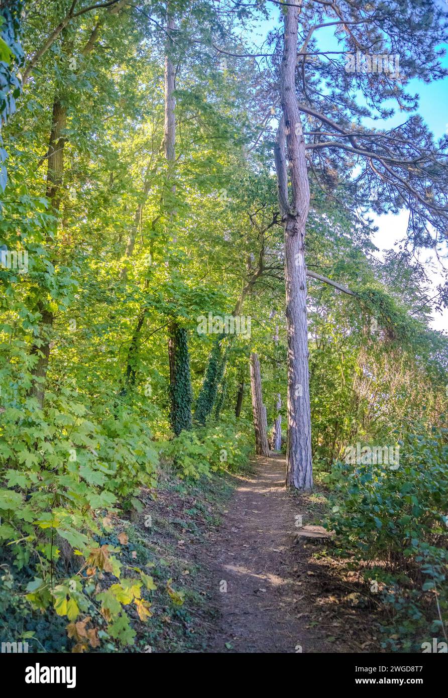 Shady road in countryside hi-res stock photography and images - Alamy