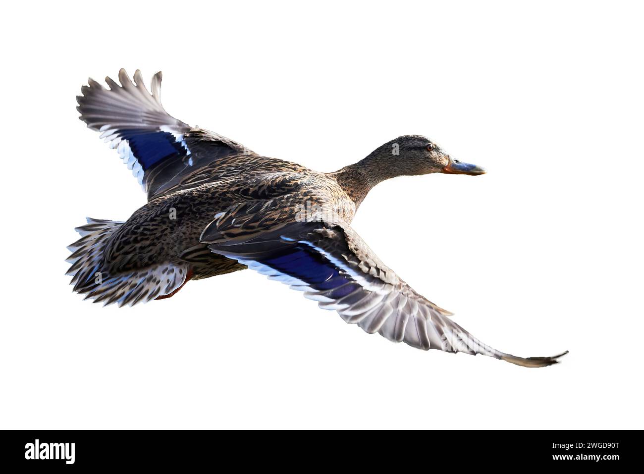 Mallard Male Duck in flight isolated on white background ( Anas ...
