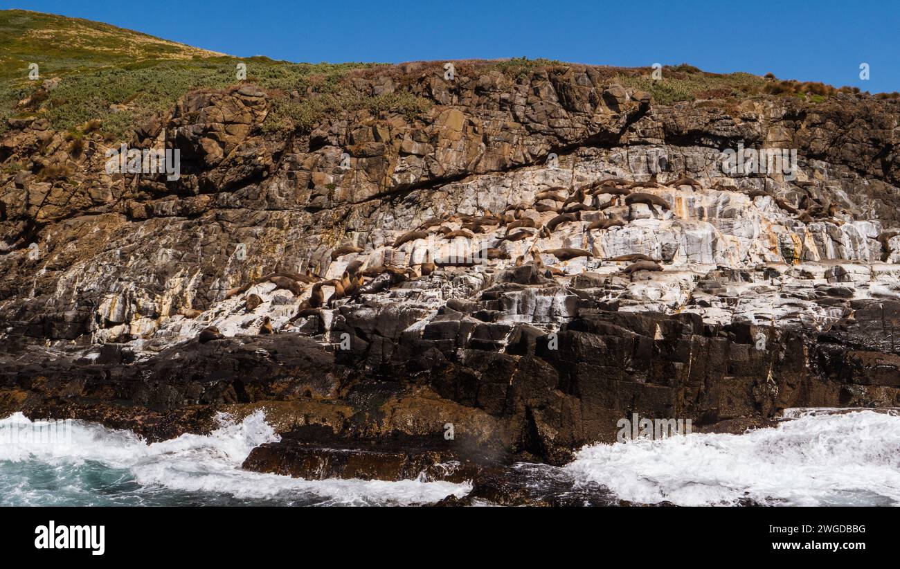 Seals on rocks hi-res stock photography and images - Alamy