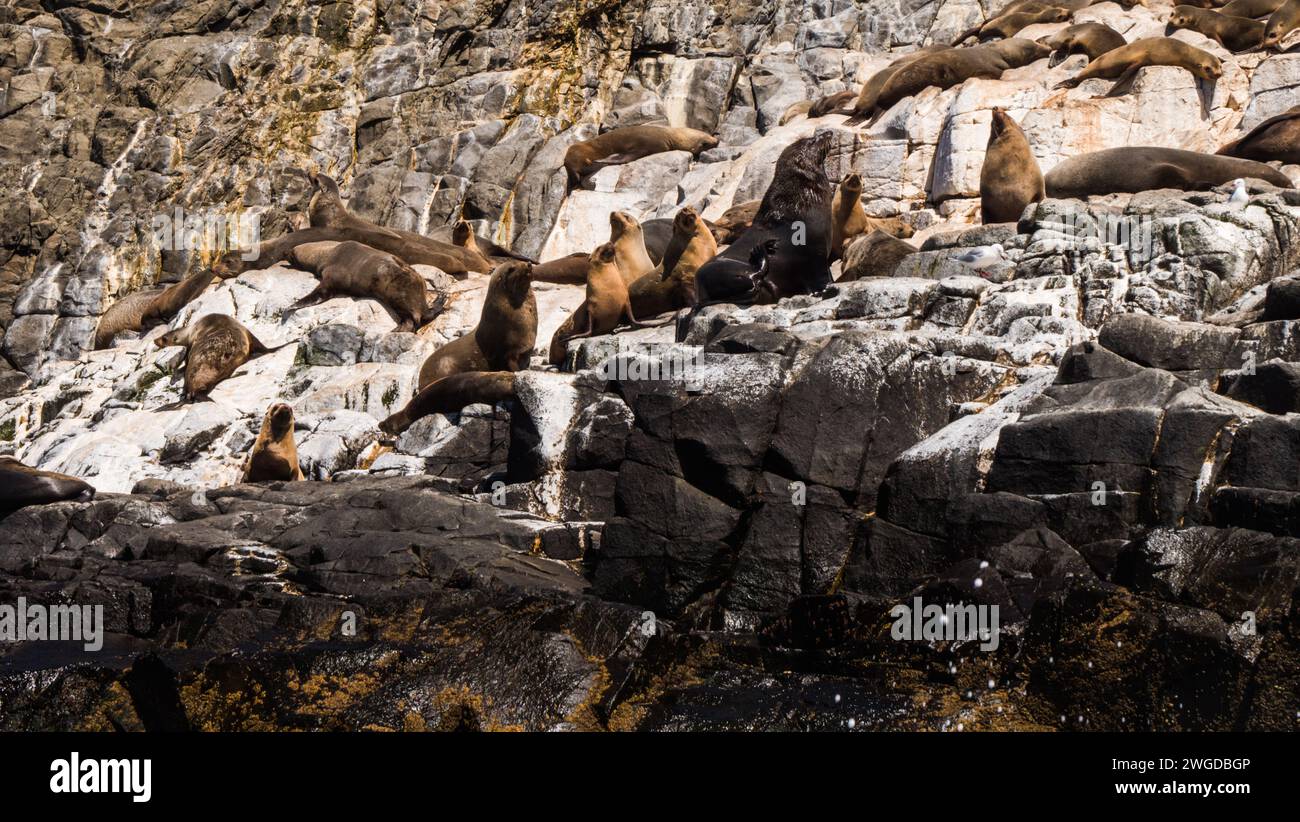 Seals on rocks hi-res stock photography and images - Alamy