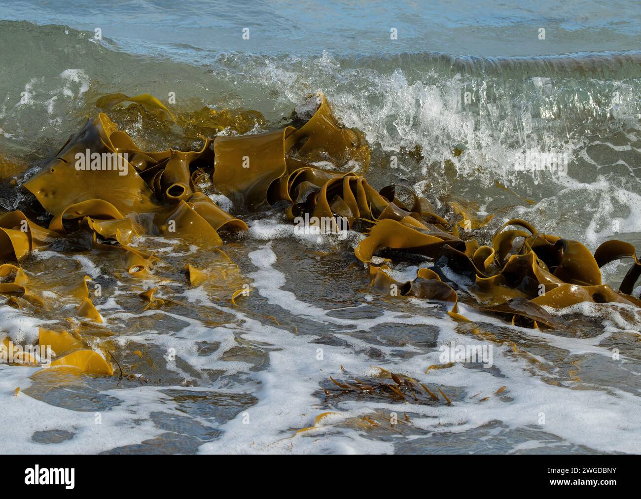 Bull kelp, Durvillaea potatorum, in shallow water at low tide on rocky ...