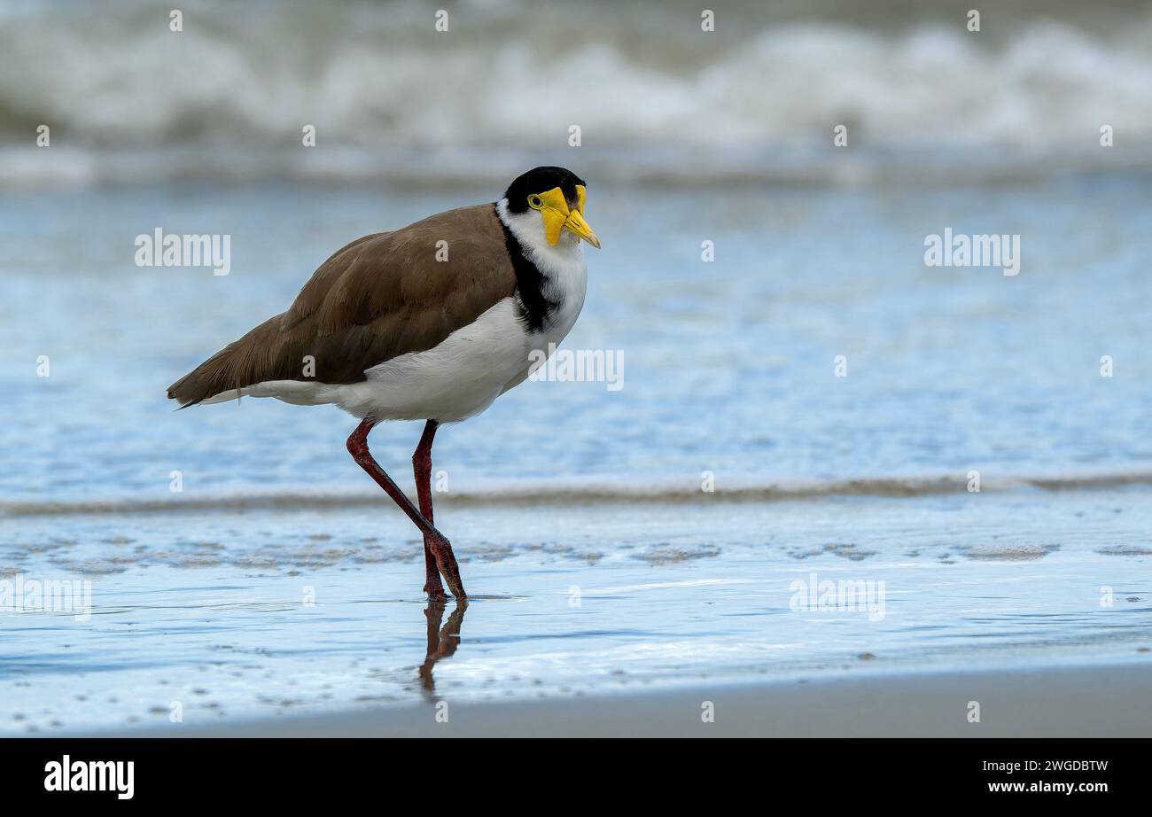Masked lapwing, Vanellus miles, feeding along the shoreline, Tasmania ...