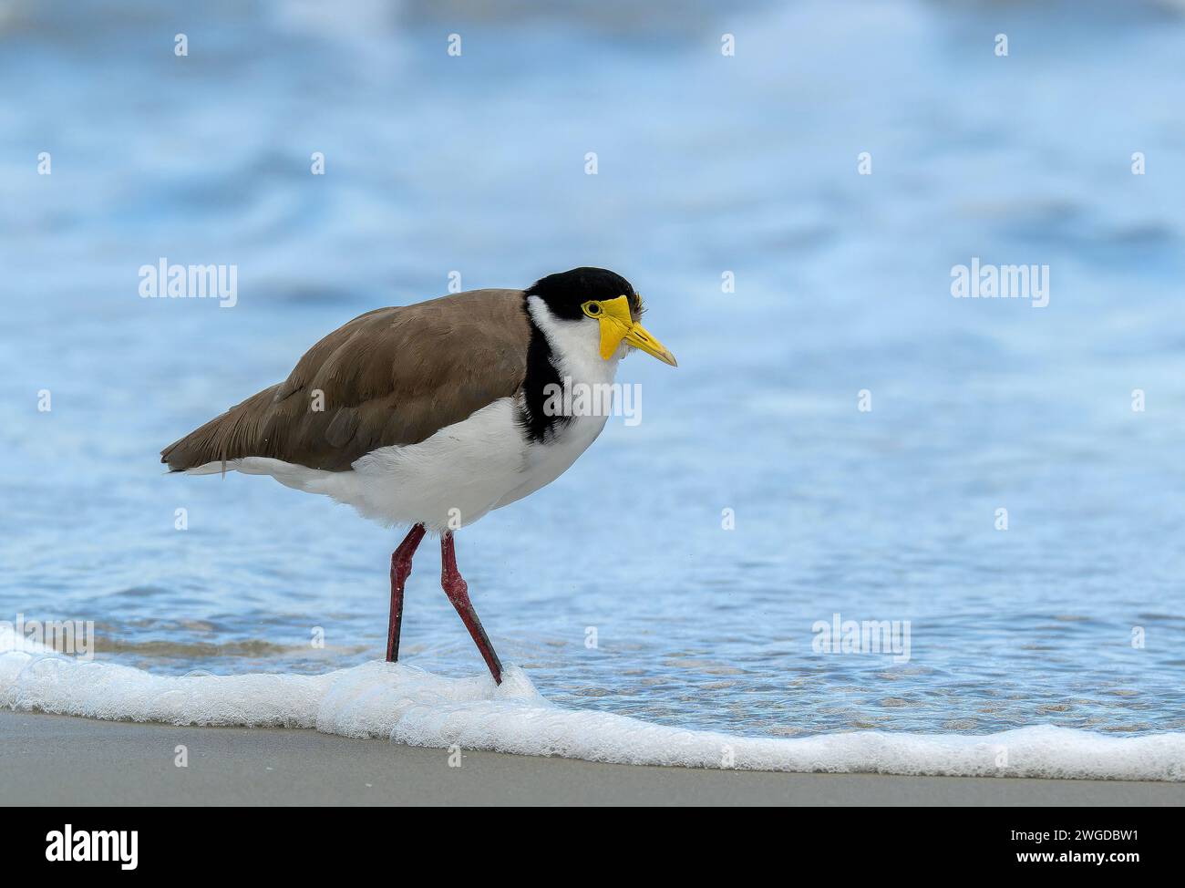 Masked lapwing, Vanellus miles, feeding along the shoreline, Tasmania ...