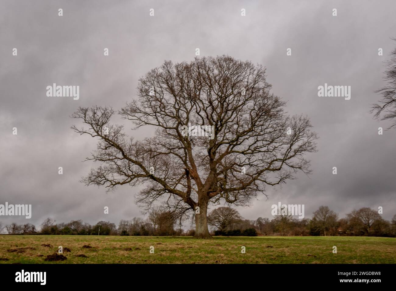 Staplefield hi-res stock photography and images - Alamy