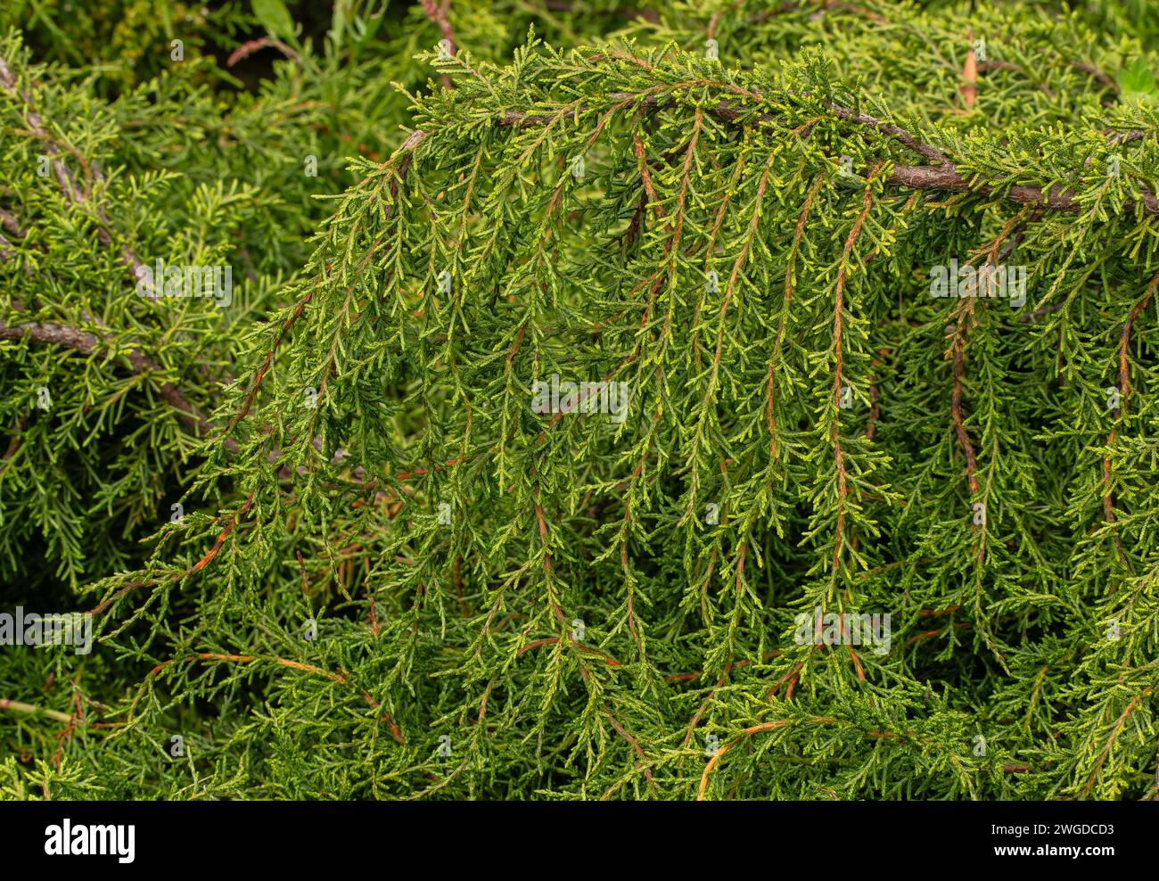 Cheshunt pine hi-res stock photography and images - Alamy