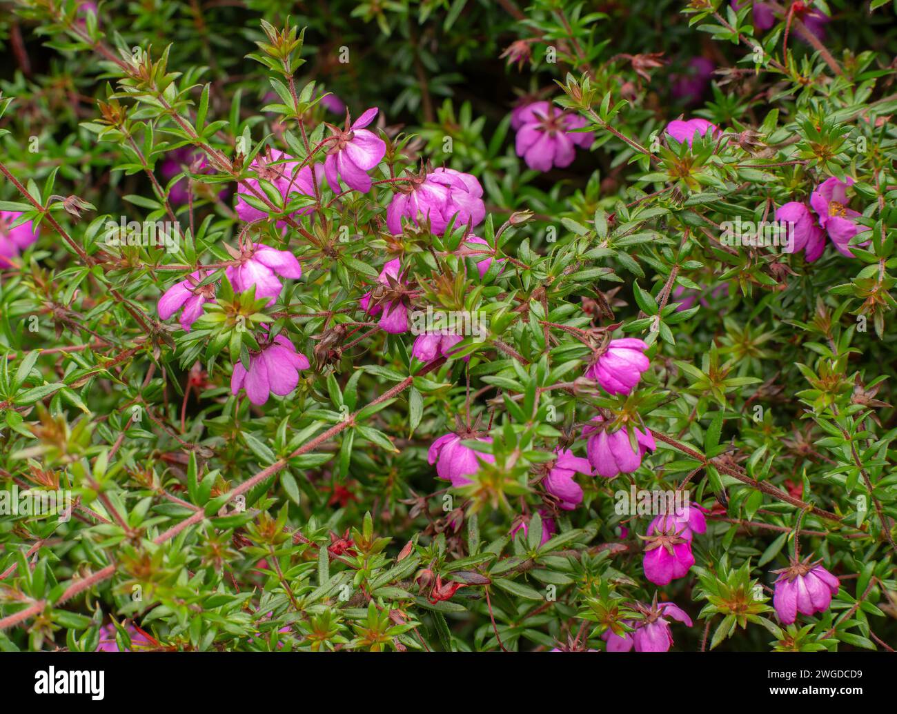 Wiry form hi-res stock photography and images - Alamy